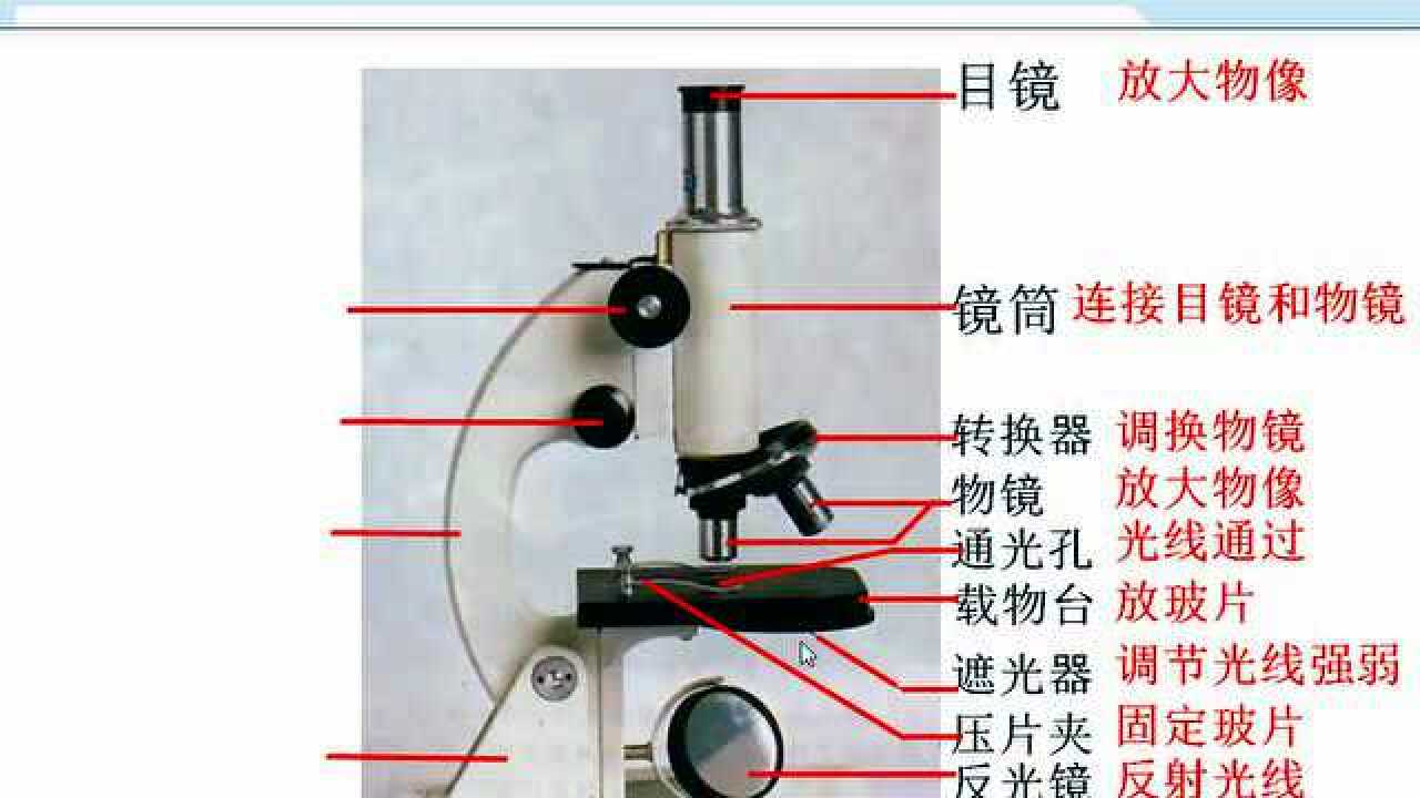 显微镜的结构和作用_高清1080P在线观看平台_腾讯视频