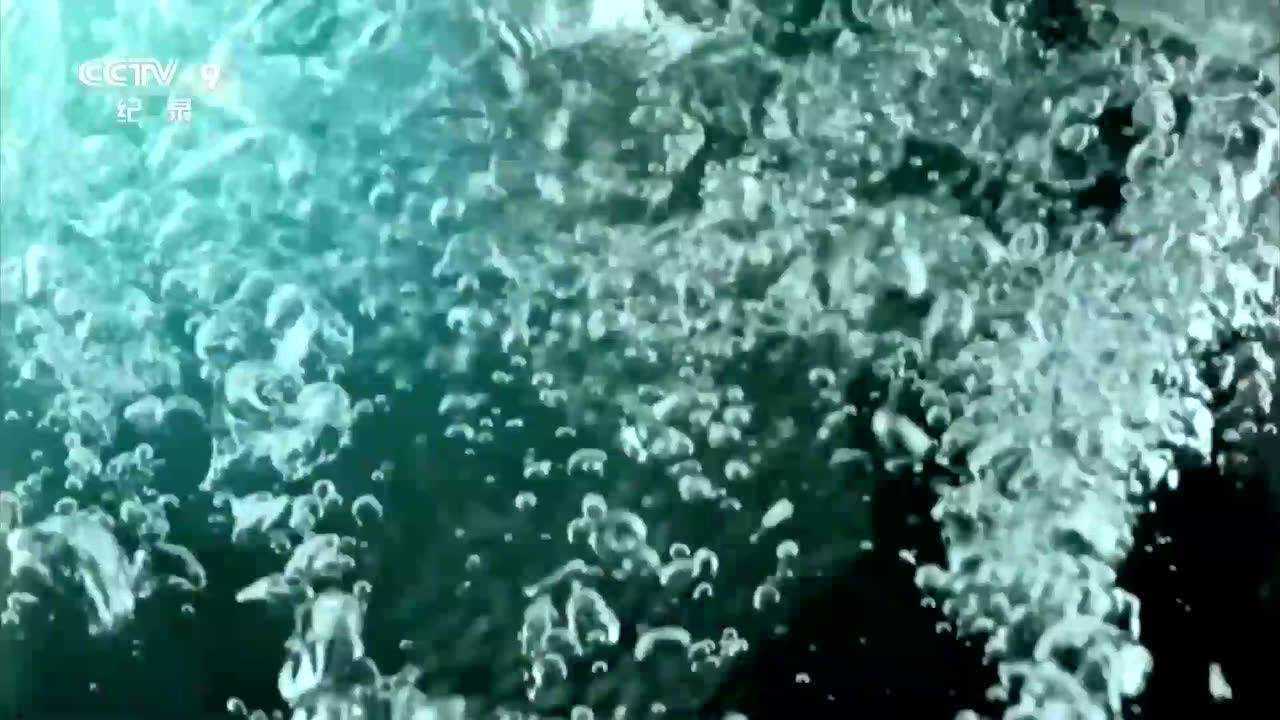 CCTV-9纪录频道ID[鱼群]_腾讯视频
