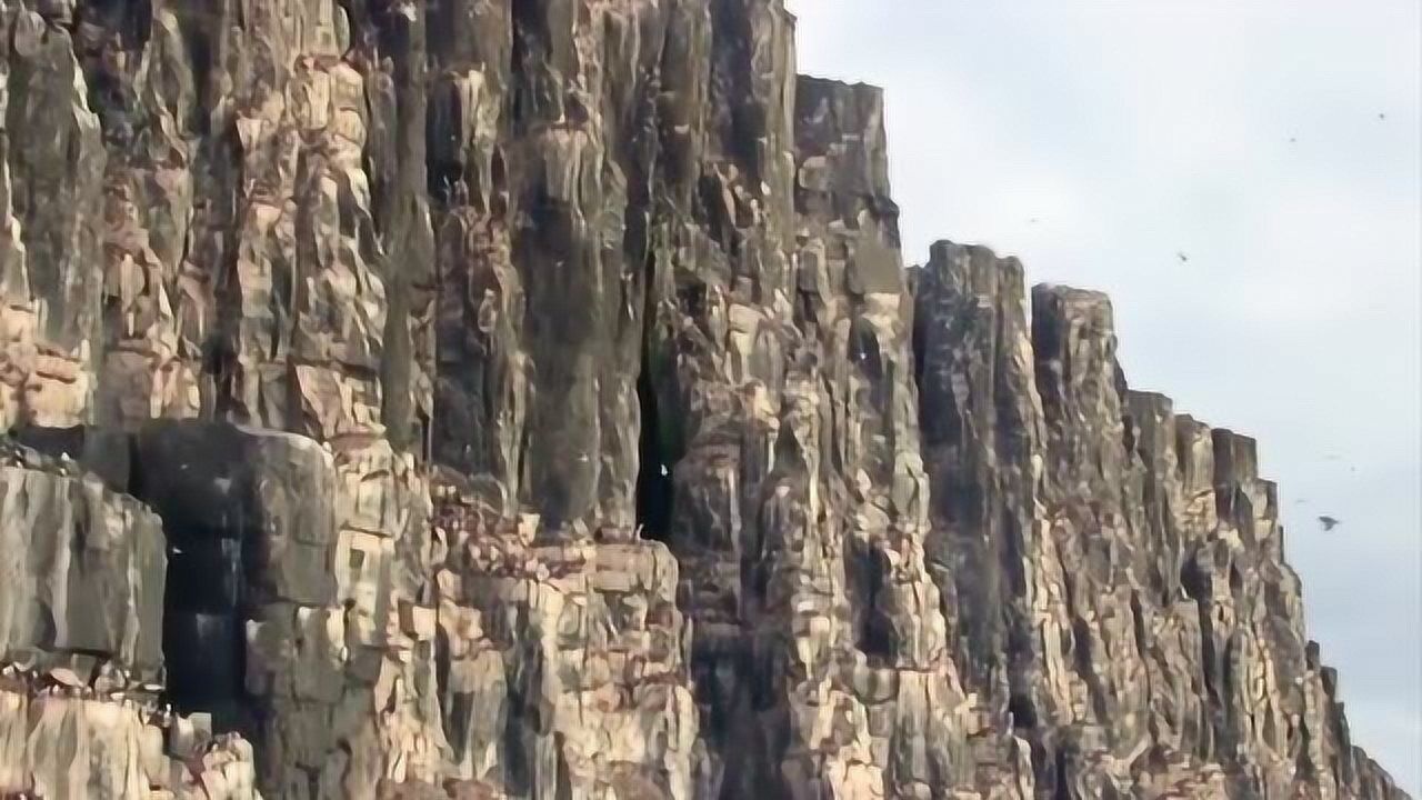 猎捕：狼群狠狠咬住孤牛，它们知道未来这将是一份大餐_高清1080P在线观看平台_腾讯视频