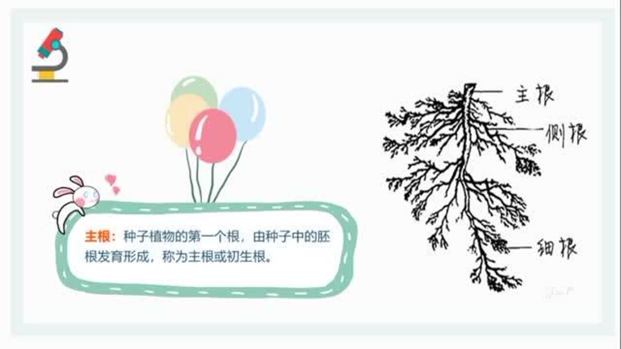 生物微课-第九次活动-观察植物的根尖结构（完整）上_高清1080P在线观看平台_腾讯视频