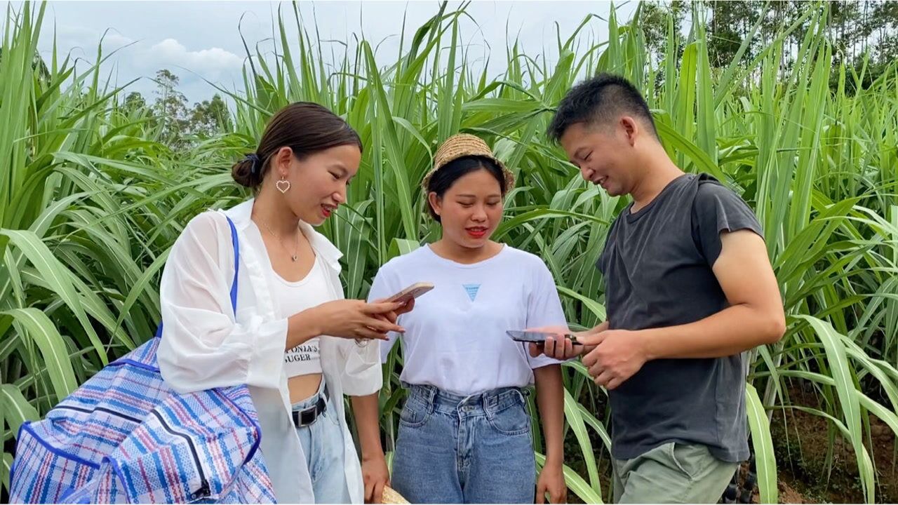 短剧：美女过来收购甘蔗，小伙得知美女单身，低价出售20亩甘蔗给美女_高清1080P在线观看平台_腾讯视频