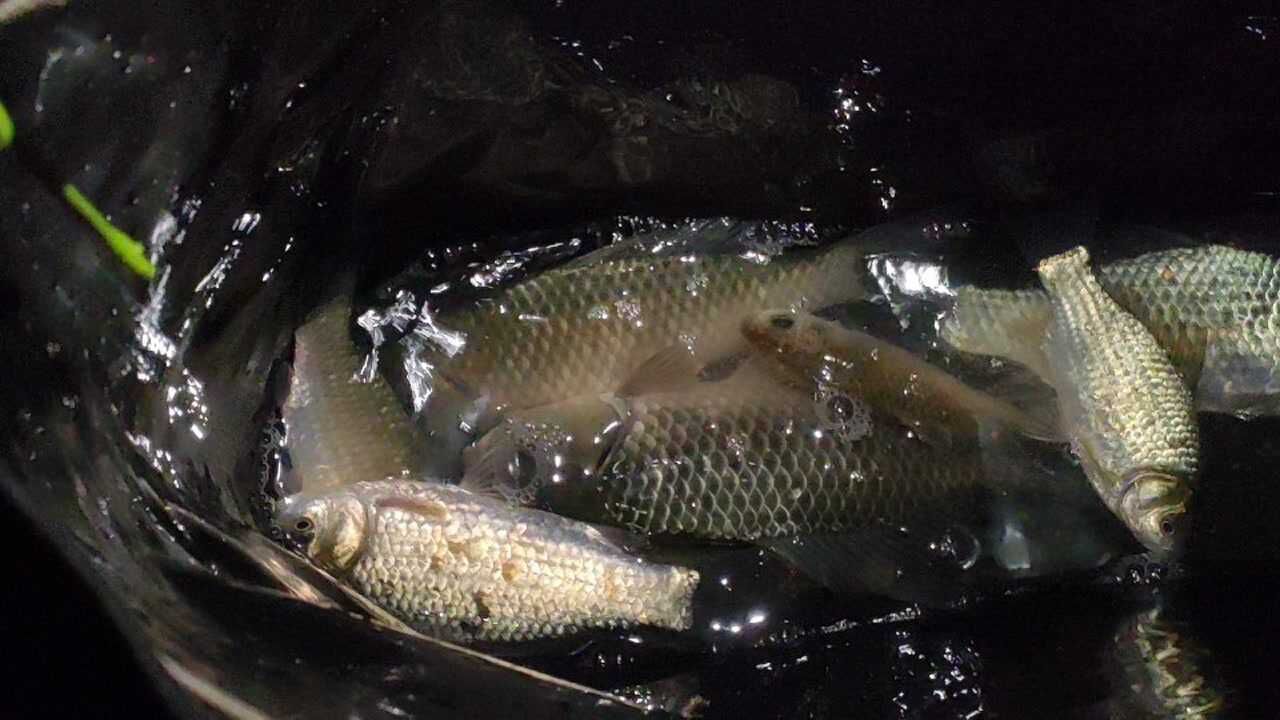 野夜钓小鲫鱼，收获满满_高清1080P在线观看平台_腾讯视频