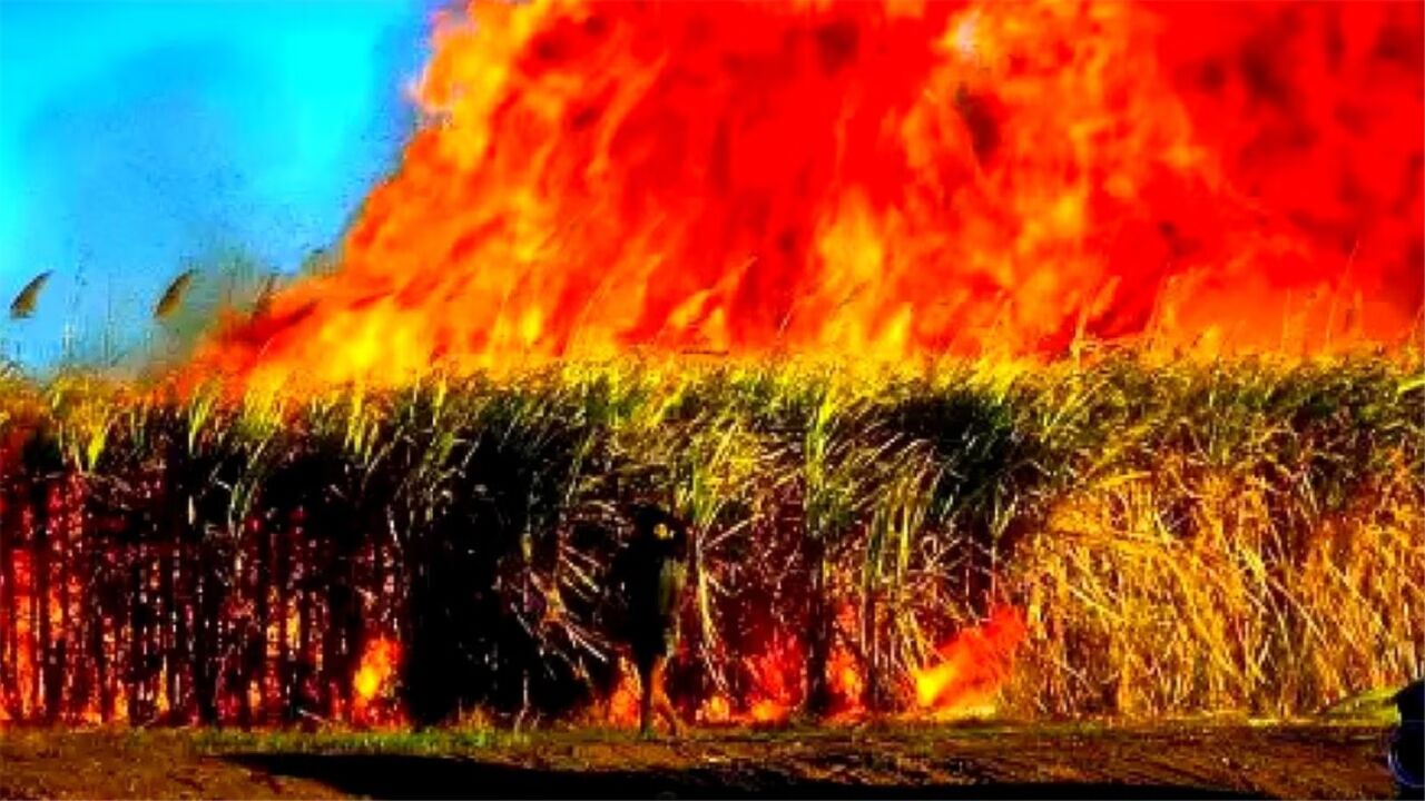 国外甘蔗收获之前，为啥要先放一把火？原因其实很简单_腾讯视频