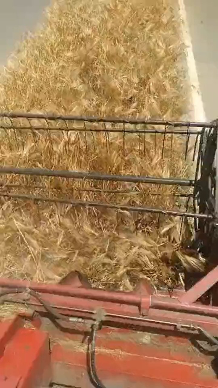 这是我收过最牛的小麦，没有之一，这得什么关系能在这种麦子？_高清1080P在线观看平台_腾讯视频