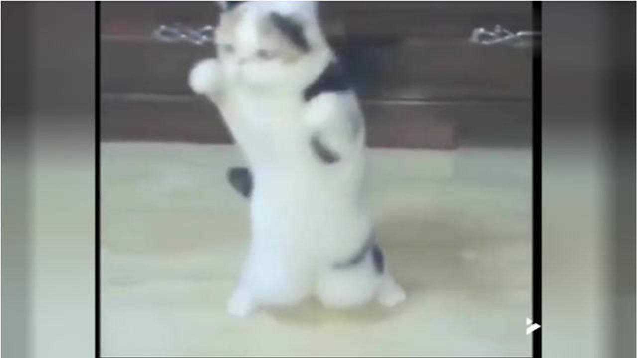 会跳舞的猫咪，根本停不下来，您也可以跟着喵星人的节奏嗨起来_高清1080P在线观看平台_腾讯视频