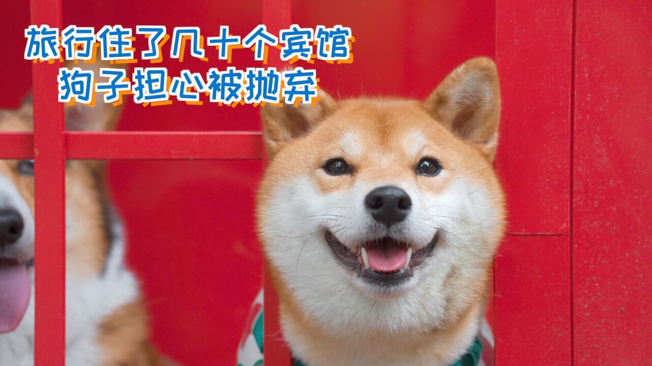 自驾旅行1万公里，狗子住了几十个酒店，以为要被主人抛弃_腾讯视频