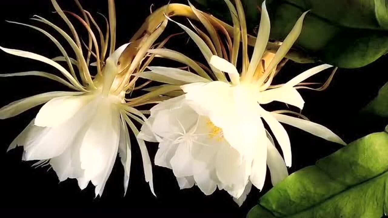 昙花一现视频_高清1080P在线观看平台_腾讯视频