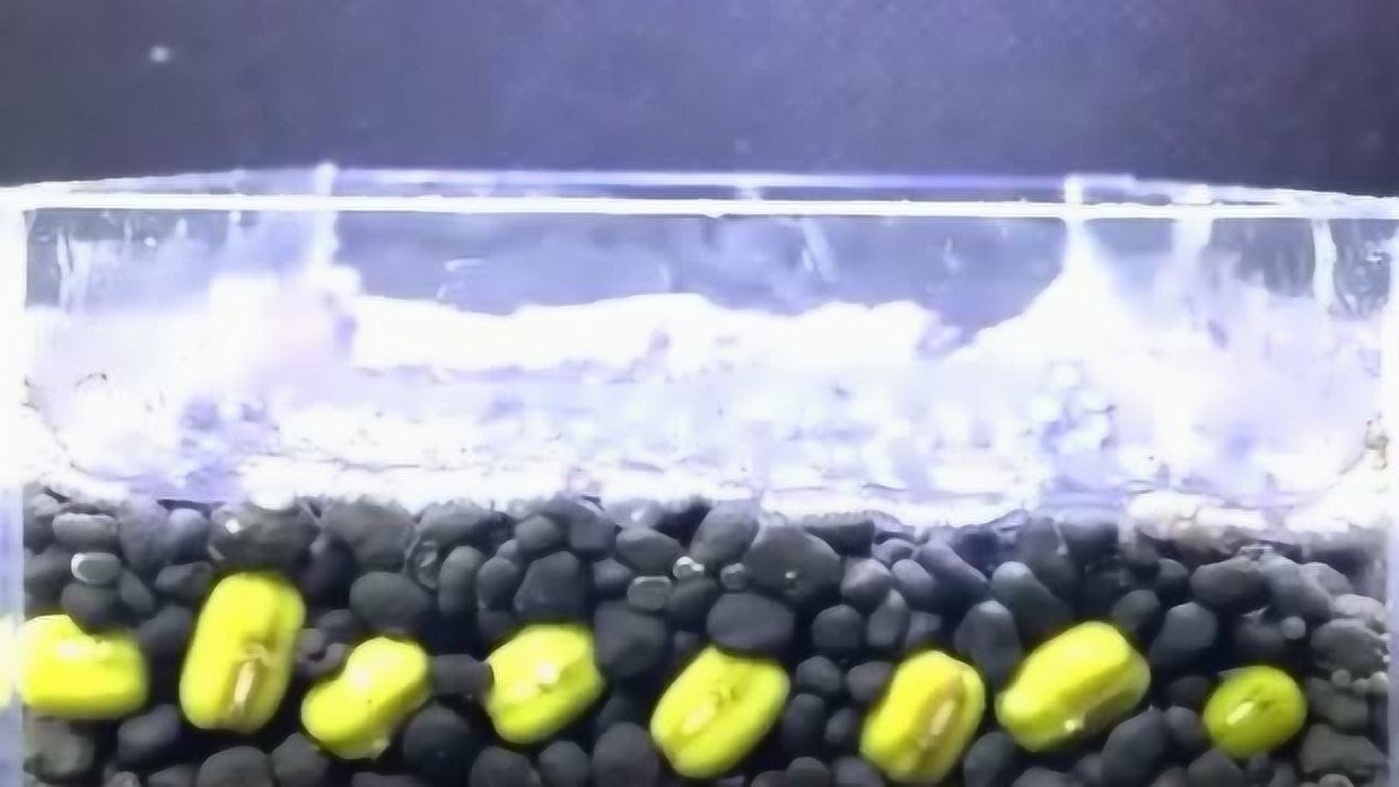 绿豆发芽的过程，就跟人生是一样的，都是先扎根然后再露头！