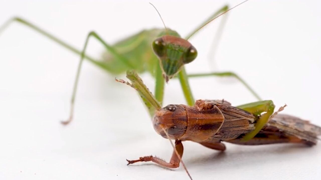 第03集：雌性螳螂在交配时会吃掉雄性螳螂_高清1080P在线观看平台_腾讯视频