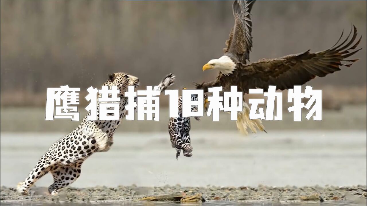 鹰猎捕18种动物的瞬间，抓疣猪逮狐狸，活吃鲨鱼调戏棕熊偷狮子！_高清1080P在线观看平台_腾讯视频