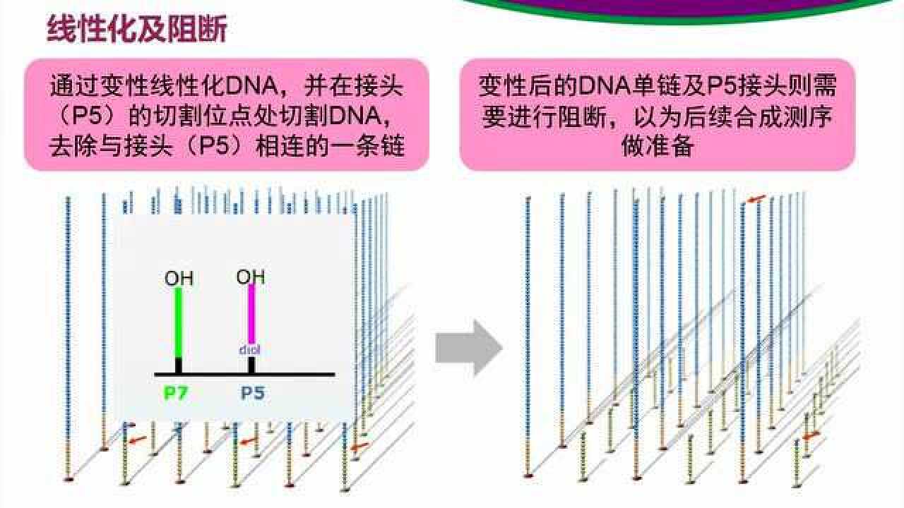 【TIANGEN公开课】Illumina桥式PCR技术_高清1080P在线观看平台_腾讯视频