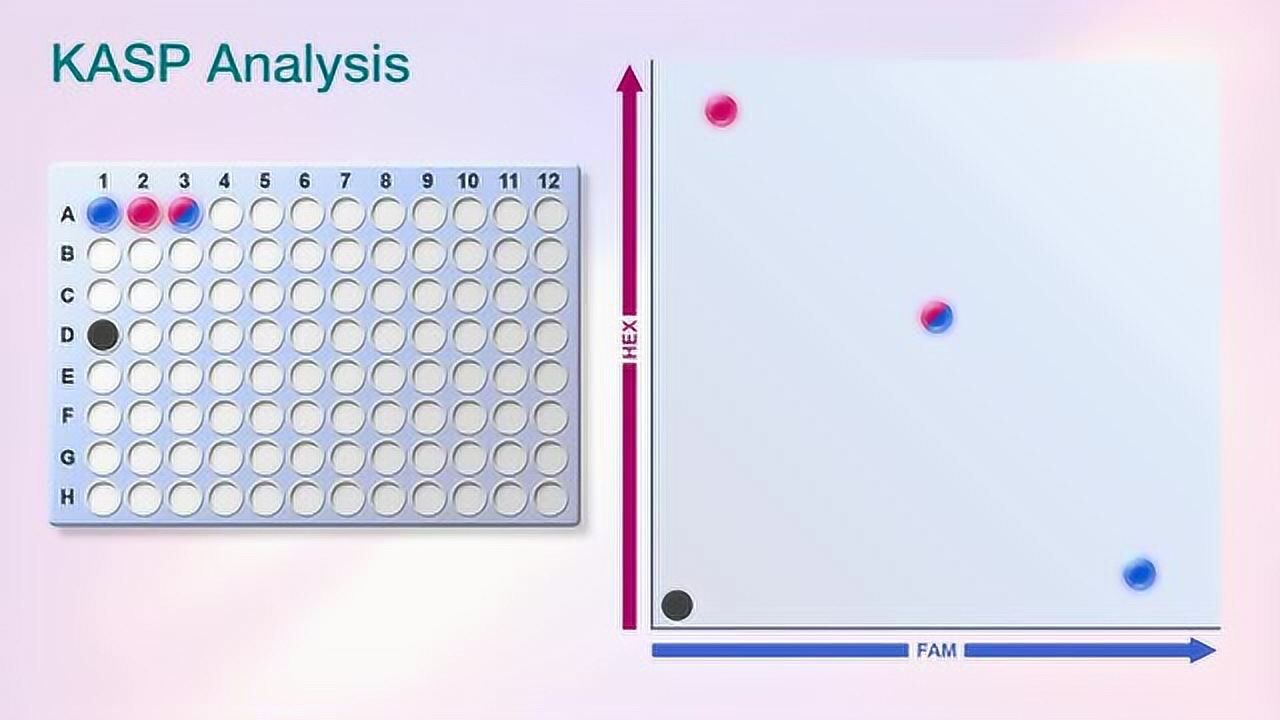 KASP基因分型技术_高清1080P在线观看平台_腾讯视频