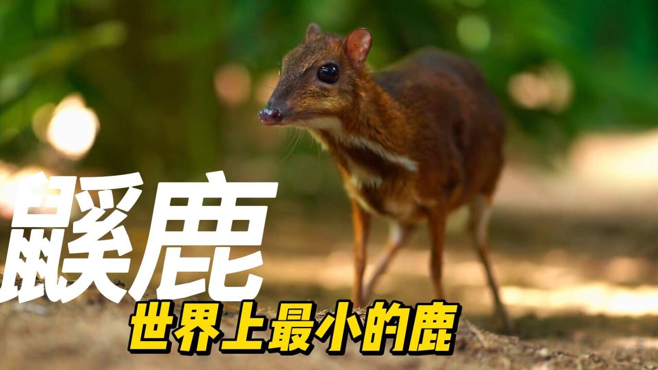 鼷鹿(动物)_搜狗百科