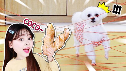 狗狗障碍物挑战！coco能否成功跳跃呢？_高清1080P在线观看平台_腾讯视频