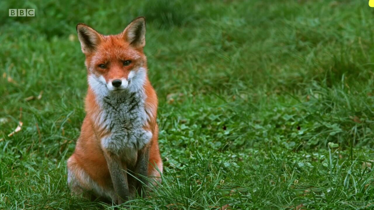 YakaaDee第四季-19.Fox_高清1080P在线观看平台_腾讯视频