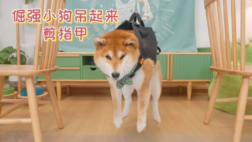 再倔强的狗子吊起来剪指甲，也只能乖乖配合_高清1080P在线观看平台_腾讯视频