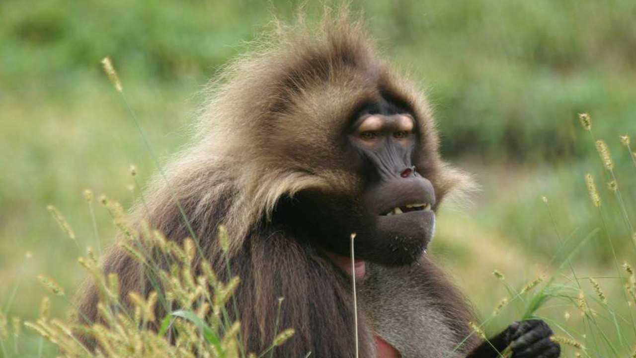 实拍灵长类动物狒狒运动时完全不避讳其它同类的注视_腾讯视频