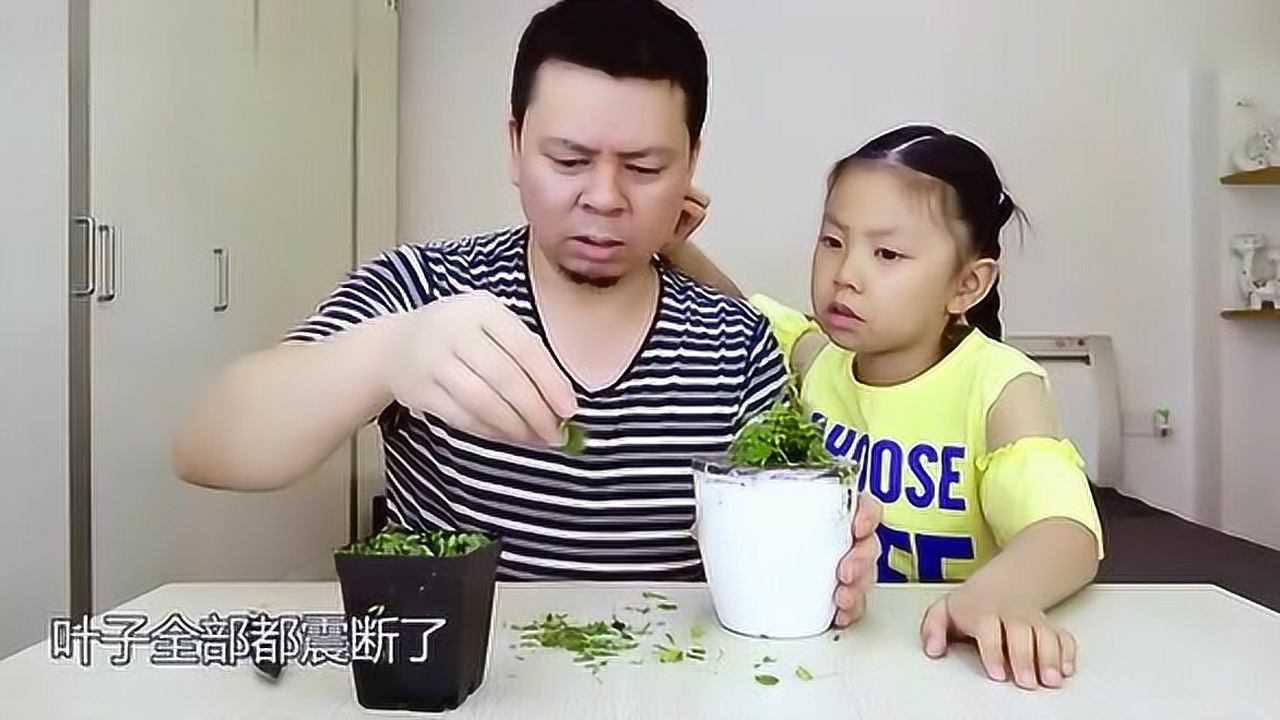 含羞草,真的会害羞吗这样的含羞草估计羞不起来了腾讯视频