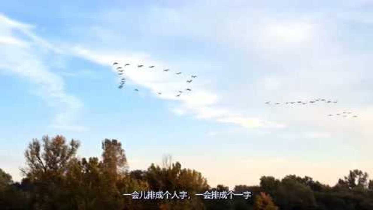大雁飞行的时候为什么排成队形呢?原来队形变化与飞行速度有关高清1080p在线观看平台腾讯视频