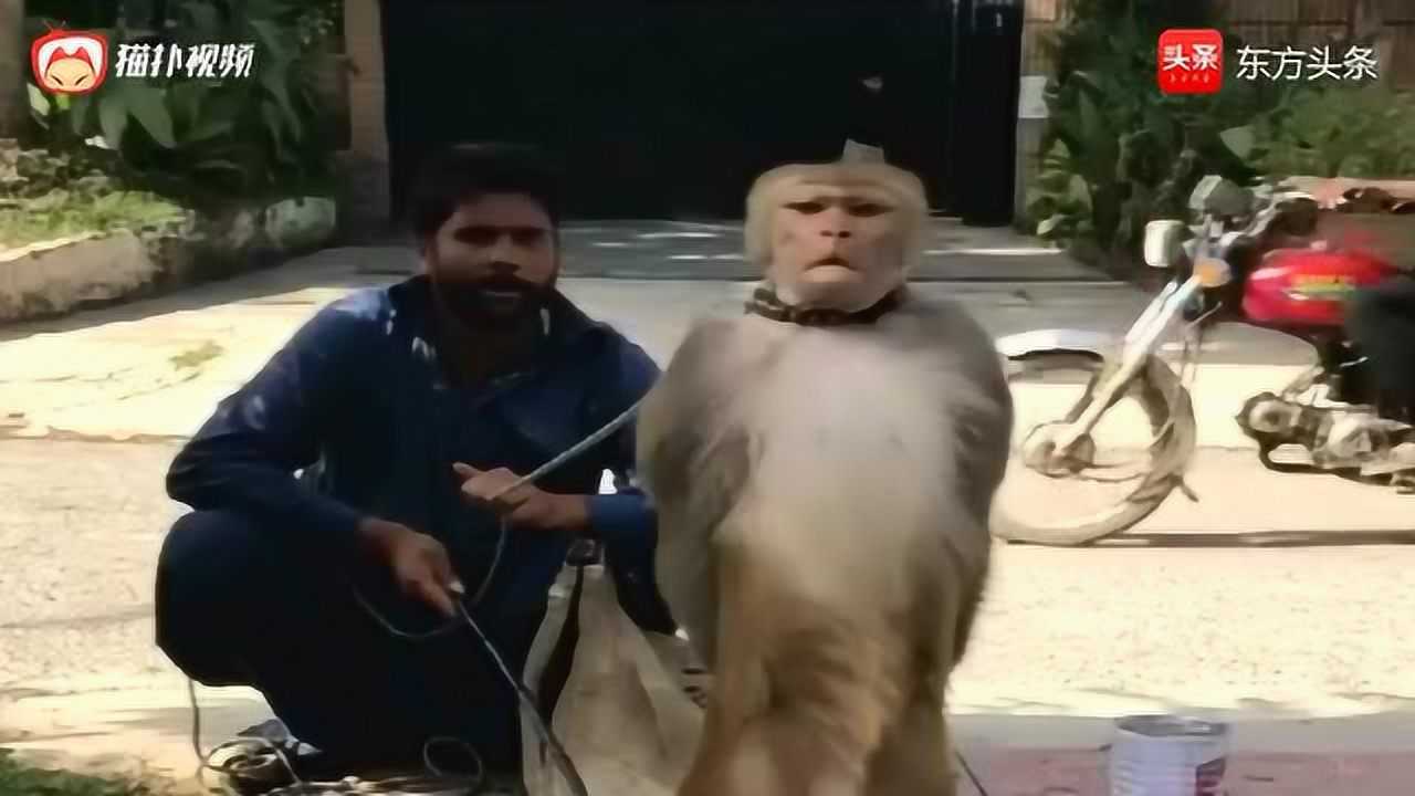 男子在路边驯猴，让猴子敬礼和学人背着手走路，好搞笑_高清1080P在线观看平台_腾讯视频