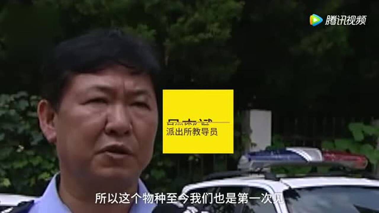 猫头鹰做客派出所！好吃好喝专人伺候！_高清1080P在线观看平台_腾讯视频