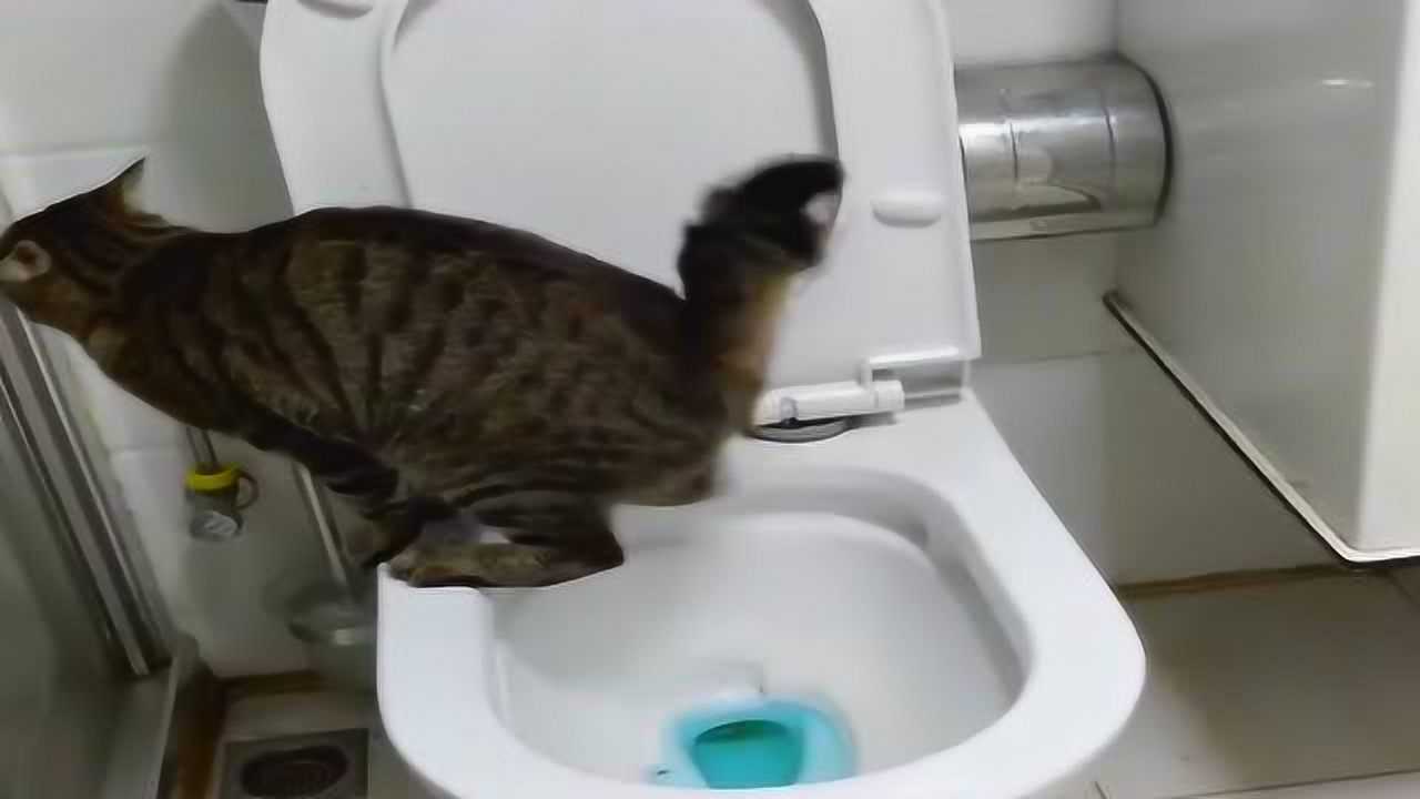 宠物猫一跃而上奔向马桶，被尿憋急的猫咪，一泡尿尿了好久！高清1080p在线观看平台腾讯视频