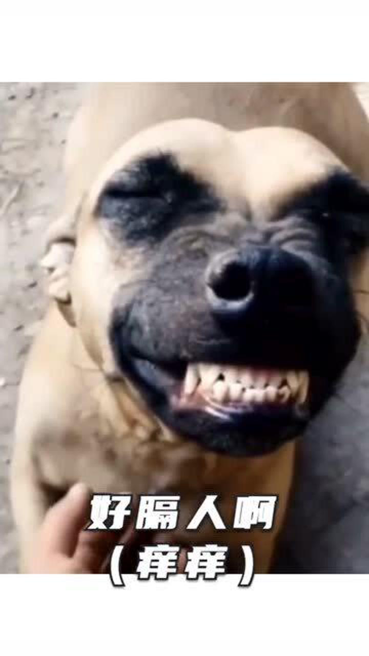 魔性狗狗笑声配音_腾讯视频