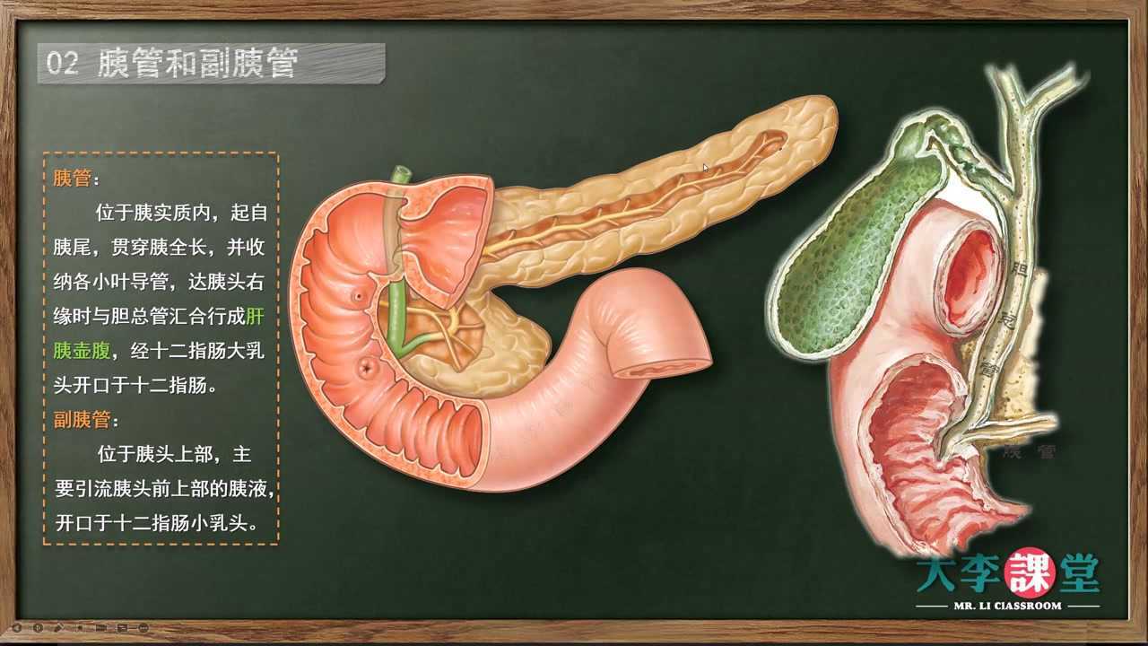 局部解剖学-胰腺（下集）_高清1080P在线观看平台_腾讯视频
