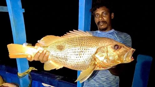 印度洋深夜海钓，用串钩抓深海笛鲷鱼体型超过十斤，让大家见识下_高清1080P在线观看平台_腾讯视频