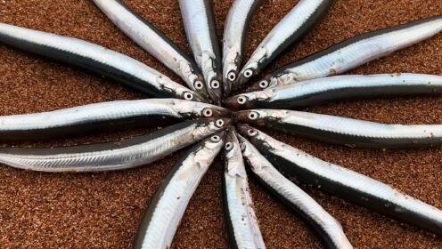 大鱼吃小鱼，小鱼吃虾米，自然法则谁也没有去改变它的资格。_高清1080P在线观看平台_腾讯视频