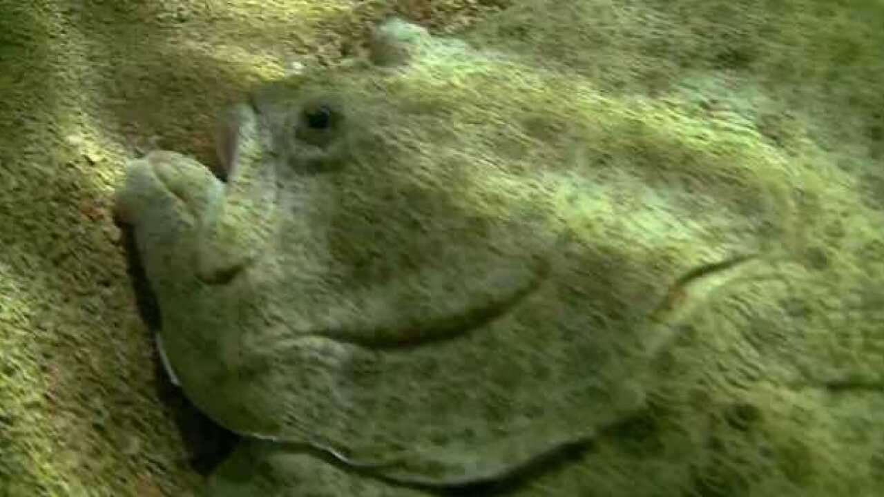 GiantTurbotFish多宝鱼大菱鲆_高清1080P在线观看平台_腾讯视频