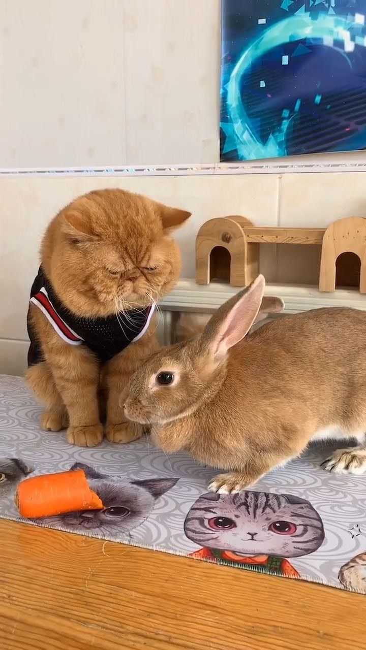 小兔子太调皮了，一天不逗大黄不舒服，等下大黄拍你了！_高清1080P在线观看平台_腾讯视频