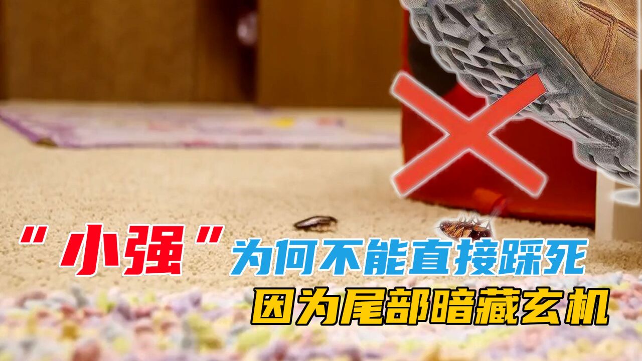 蟑螂(蜚蠊目蜚蠊科动物)_搜狗百科