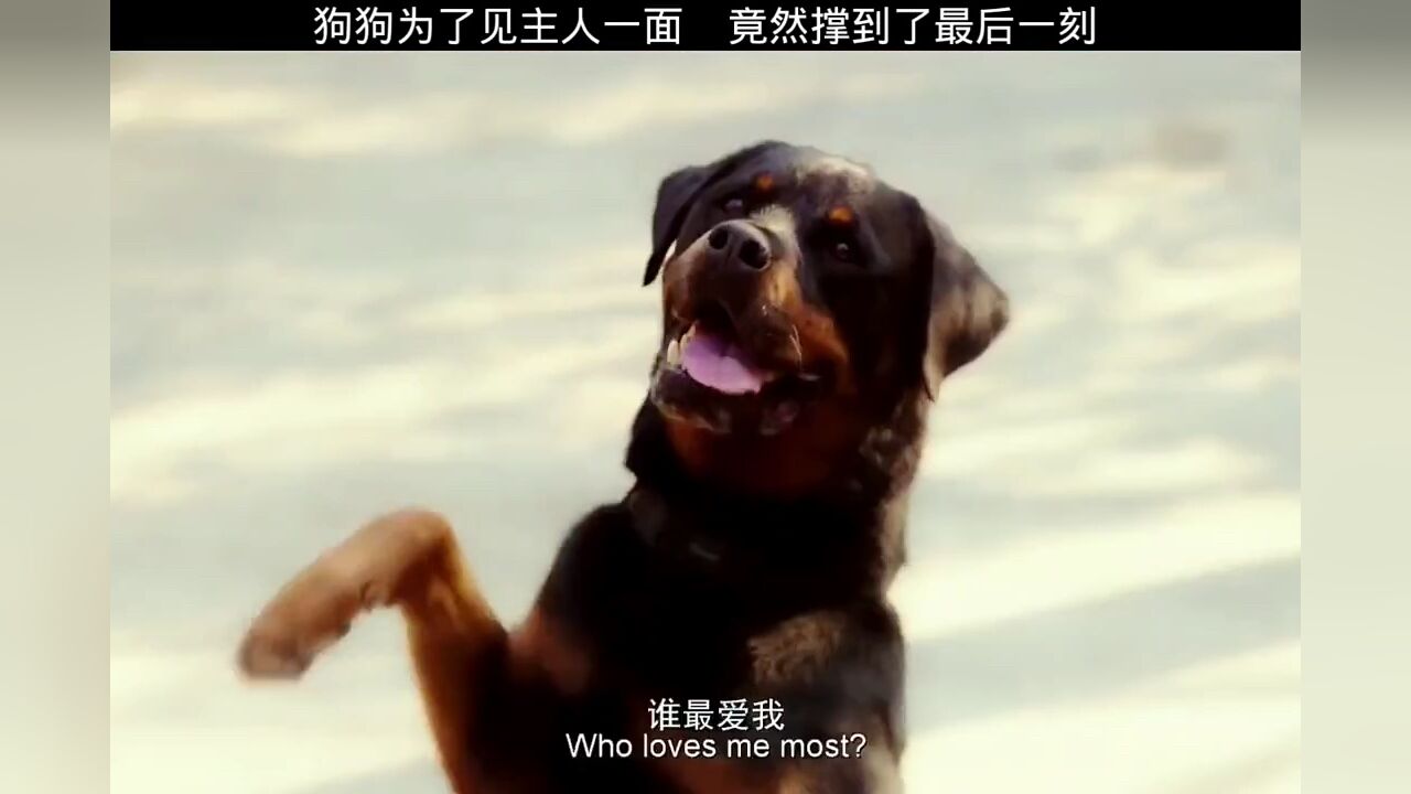 保护了一生所爱之人，现在交给你了不爱请别伤害腾讯视频