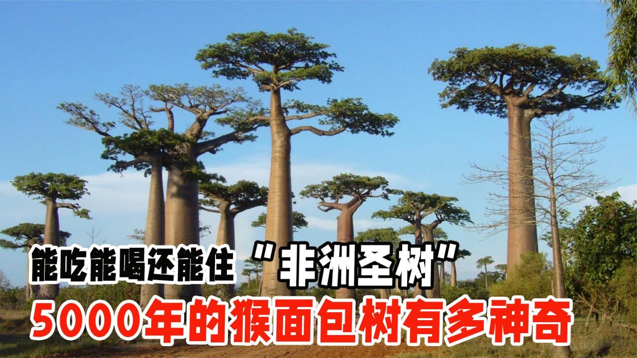 “一人种树，全家吃喝”，活了五千年的猴面包树，到底有多神奇？_高清1080P在线观看平台_腾讯视频