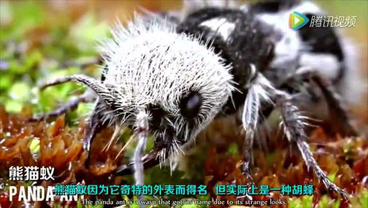 10大不为人知的奇特生物！_高清1080P在线观看平台_腾讯视频