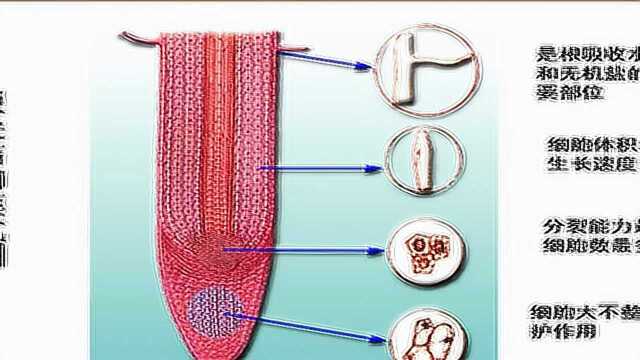 实验观察根尖的结构_腾讯视频