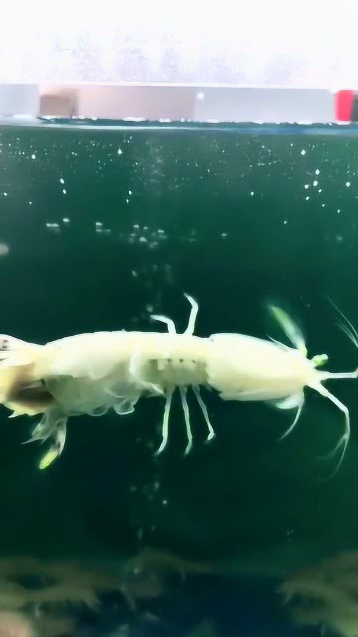 第一次近距离观察皮皮虾游泳！_腾讯视频