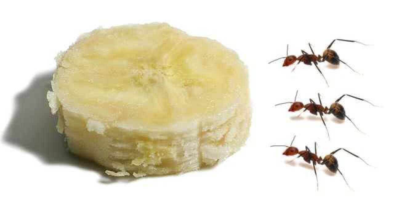 蚂蚁运走一片香蕉要多久？千倍加速，搬运过程原来是这样！_高清1080P在线观看平台_腾讯视频