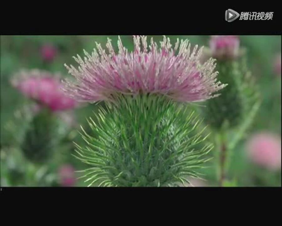 B0082你胸前的奖章告诉我(郑咏张建一）伴奏_高清1080P在线观看平台_腾讯视频