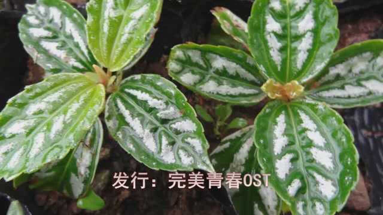 王成思《大聪明》，电影《西虹市首富》宣传曲_高清1080P在线观看平台_腾讯视频