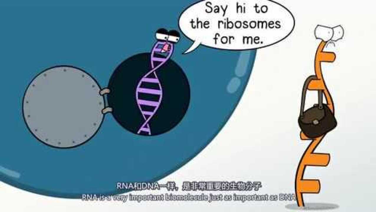 生物动画视频 | DNA和RNA有何区别？_腾讯视频