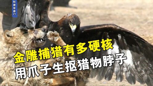 猛禽之王——金雕，抓捕猎物有多狠？用爪子生抠猎物脖子！_高清1080P在线观看平台_腾讯视频