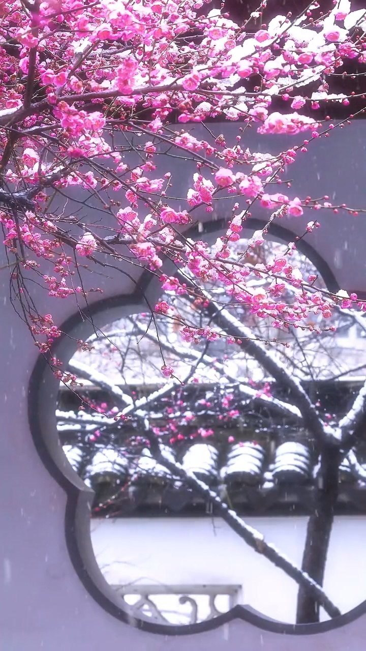 梅花意境图片梅花意境第3页大山谷图库