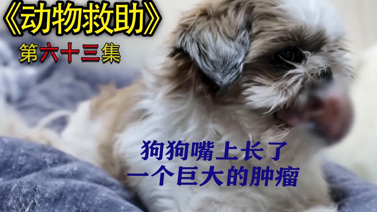 狗狗嘴上长了一个巨大的肿瘤_高清1080P在线观看平台_腾讯视频
