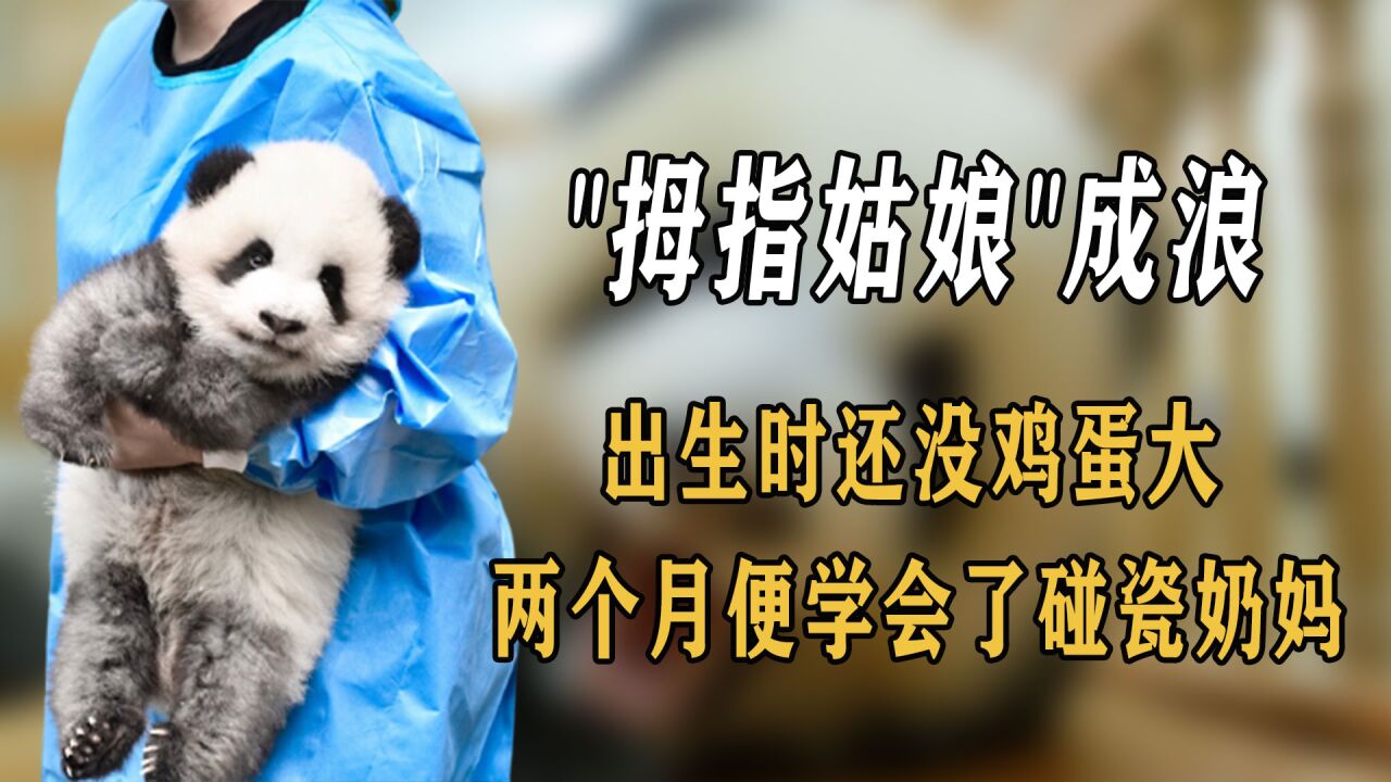"拇指姑娘"成浪，出生时还没鸡蛋大，两个月便学会了碰瓷奶妈_高清1080P在线观看平台_腾讯视频
