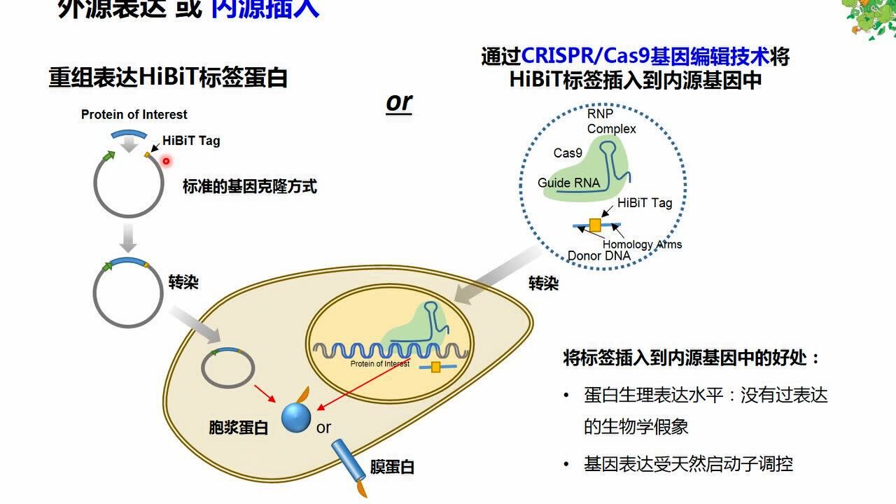 HiBiT蛋白标签技术_高清1080P在线观看平台_腾讯视频
