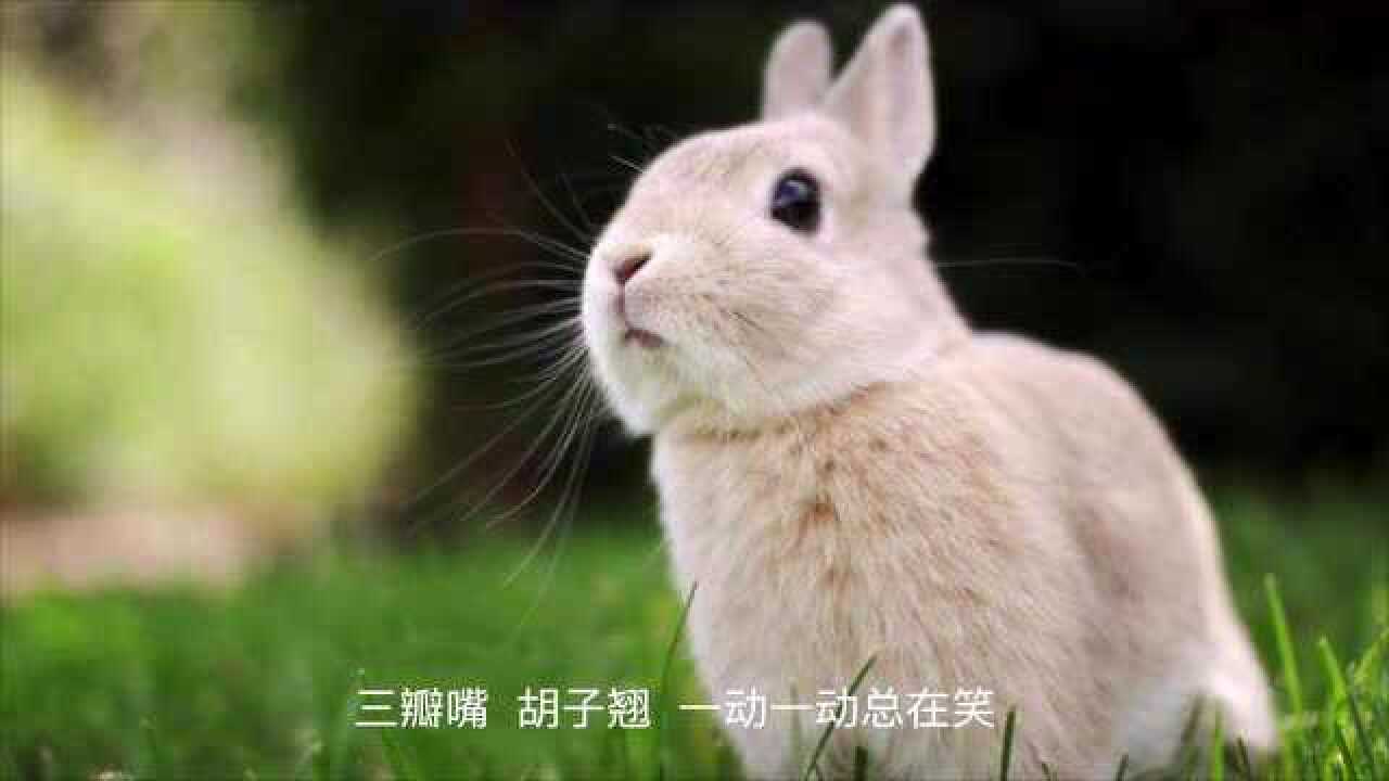 儿歌《小白兔》_高清1080P在线观看平台_腾讯视频