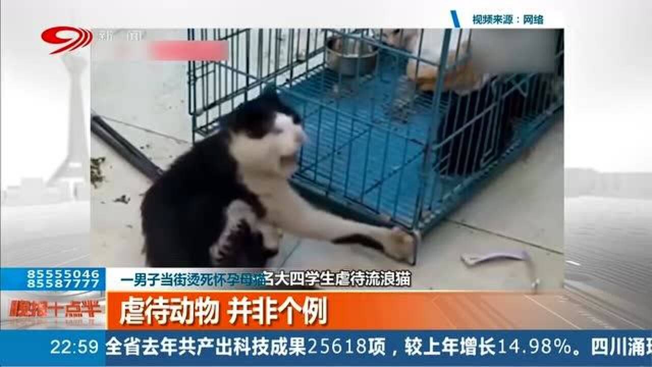 大四学生 虐猫”手段残忍,仅仅两个月竟害死80多只小猫高清1080p在线观看平台腾讯视频