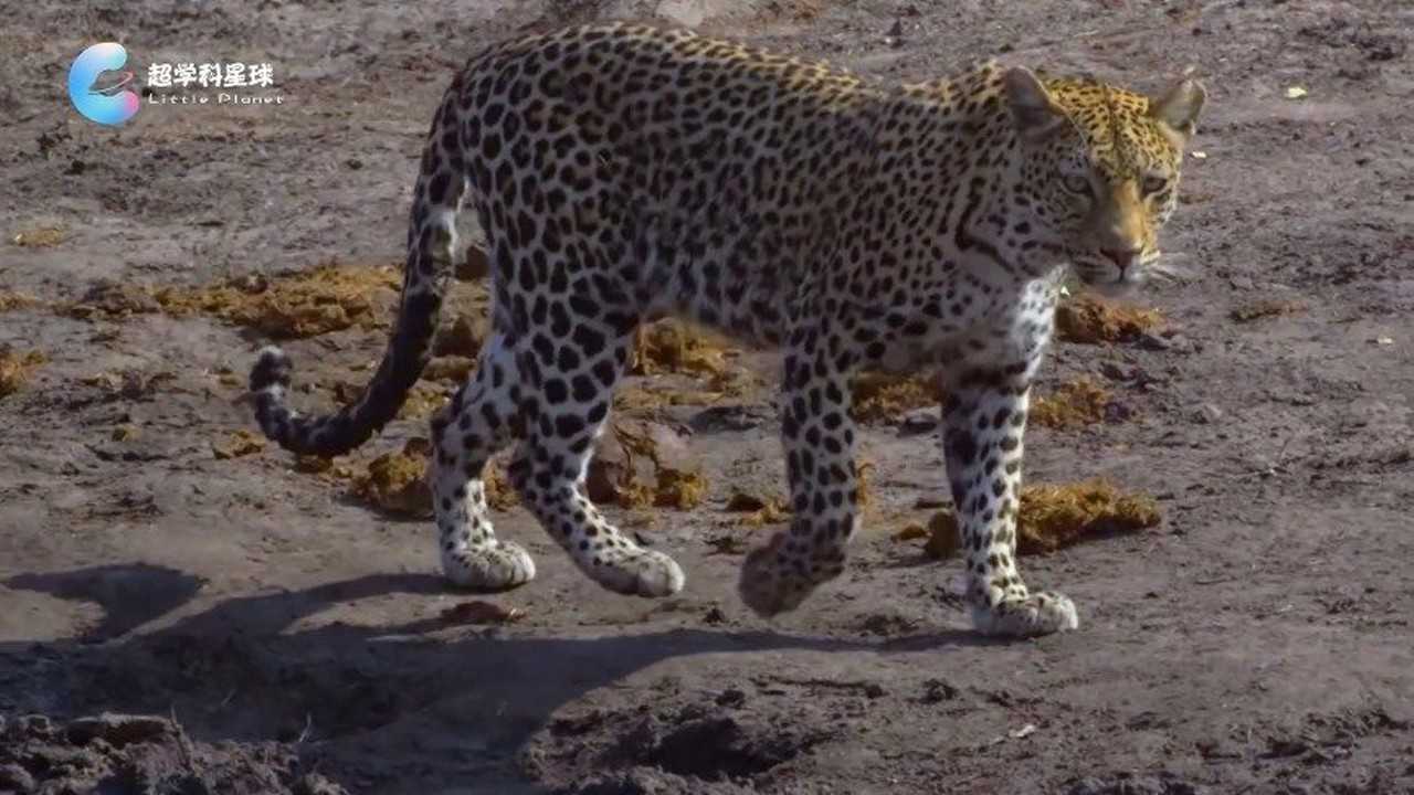 第8讲.美洲豹，雨林最强捕食者_高清1080P在线观看平台_腾讯视频